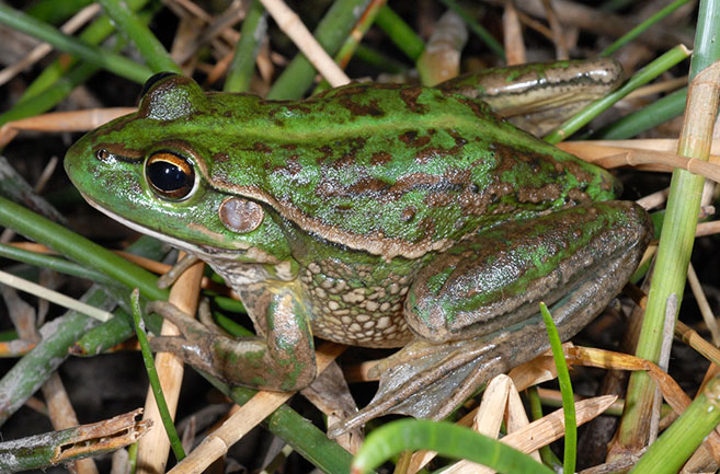 Bell frogs | NSW Environment & Heritage