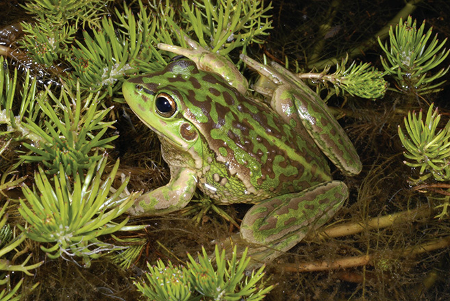 Bell frogs | NSW Environment & Heritage