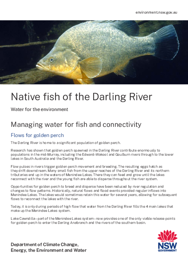 Native fish of the Darling River | Environment and Heritage